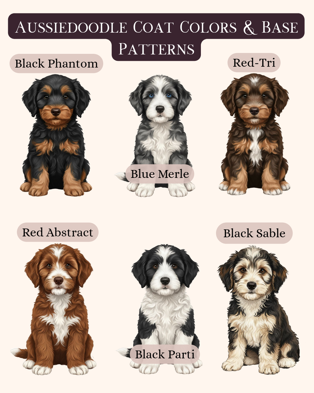 Aussiedoodle Coat Colors & Patterns